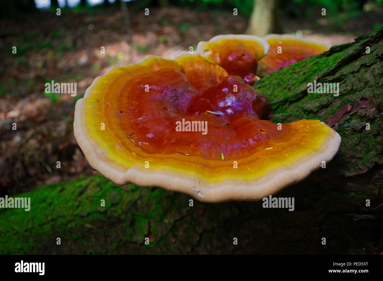 Reishi mushroom hi-res stock photography and images - Alamy