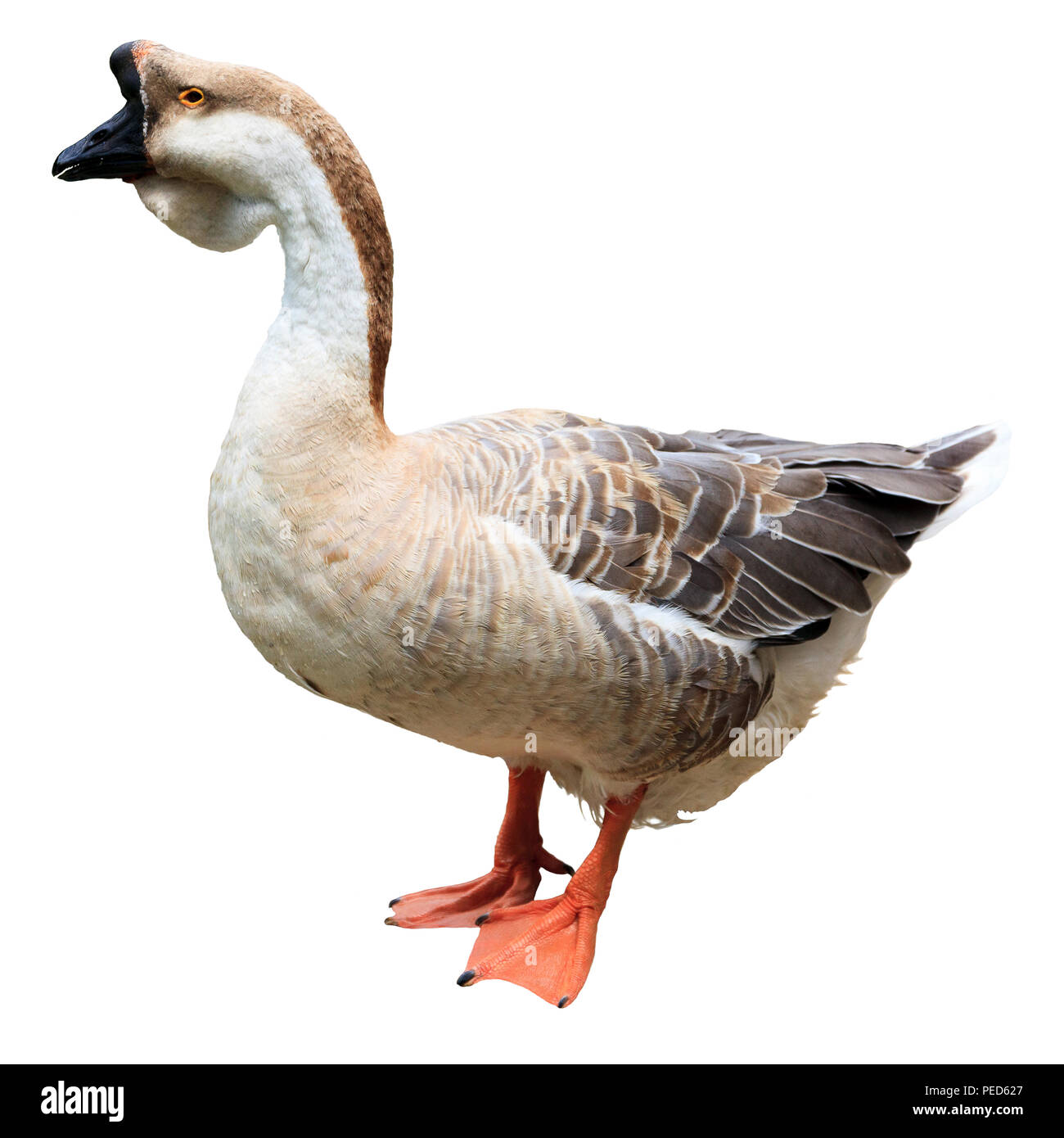 Funny looking white goose hi-res stock photography and images - Alamy