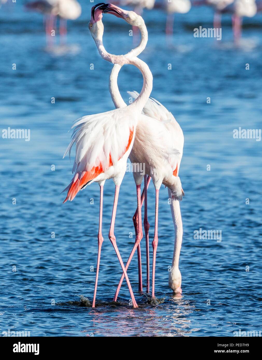 Flamingo making a strange shape as their necks intertwine in the waters ...
