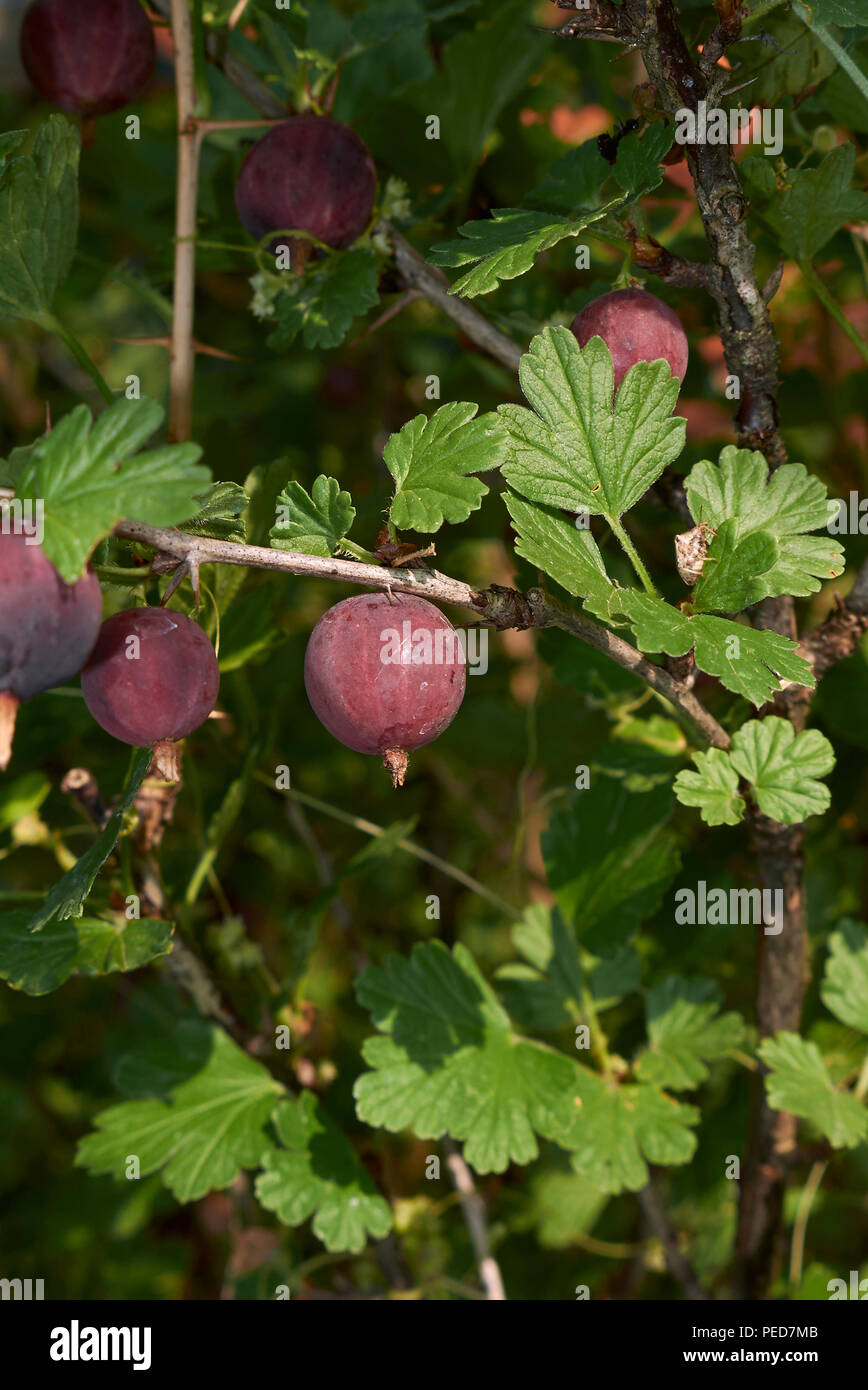 Ribes uva crispa fruits Stock Photo - Alamy