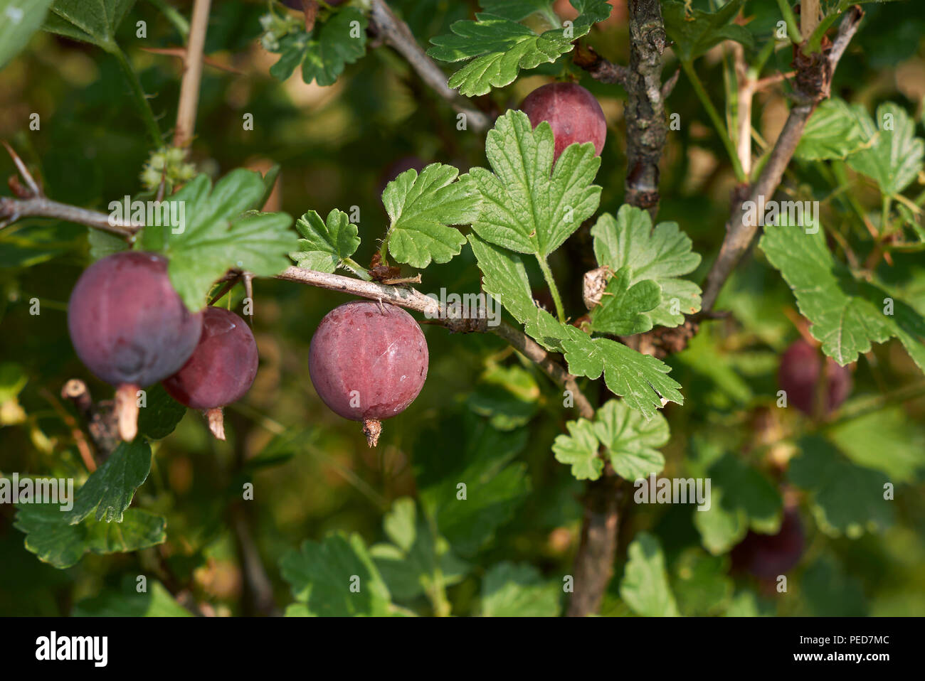 Ribes uva crispa fruits Stock Photo - Alamy
