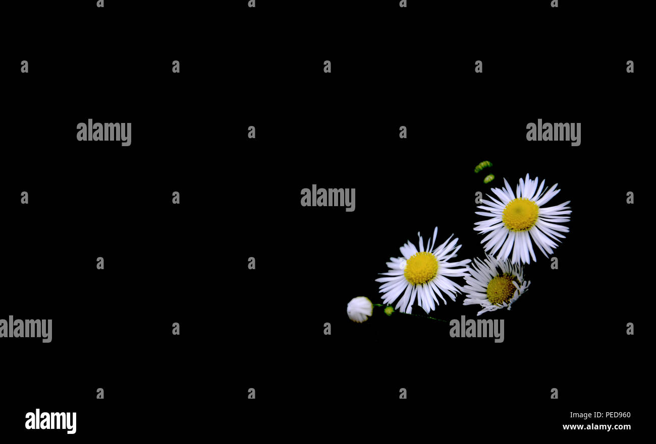 Dark chamomile hi-res stock photography and images - Alamy