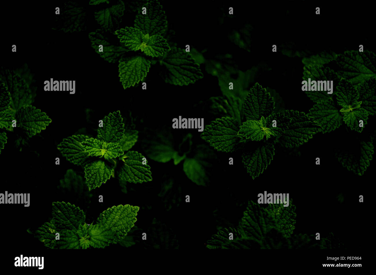 Dark mint hi-res stock photography and images - Alamy