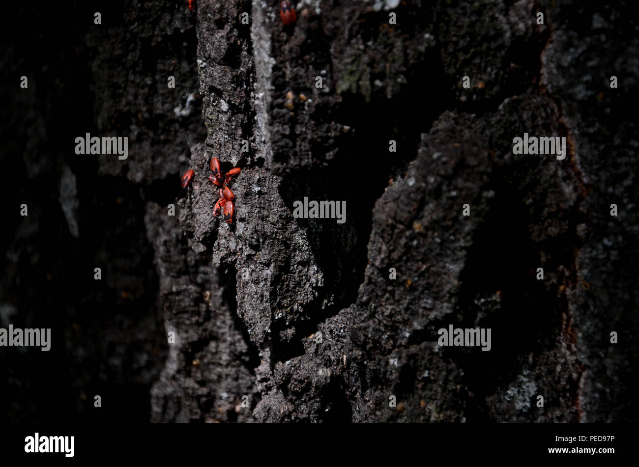 Red insects hi-res stock photography and images - Alamy