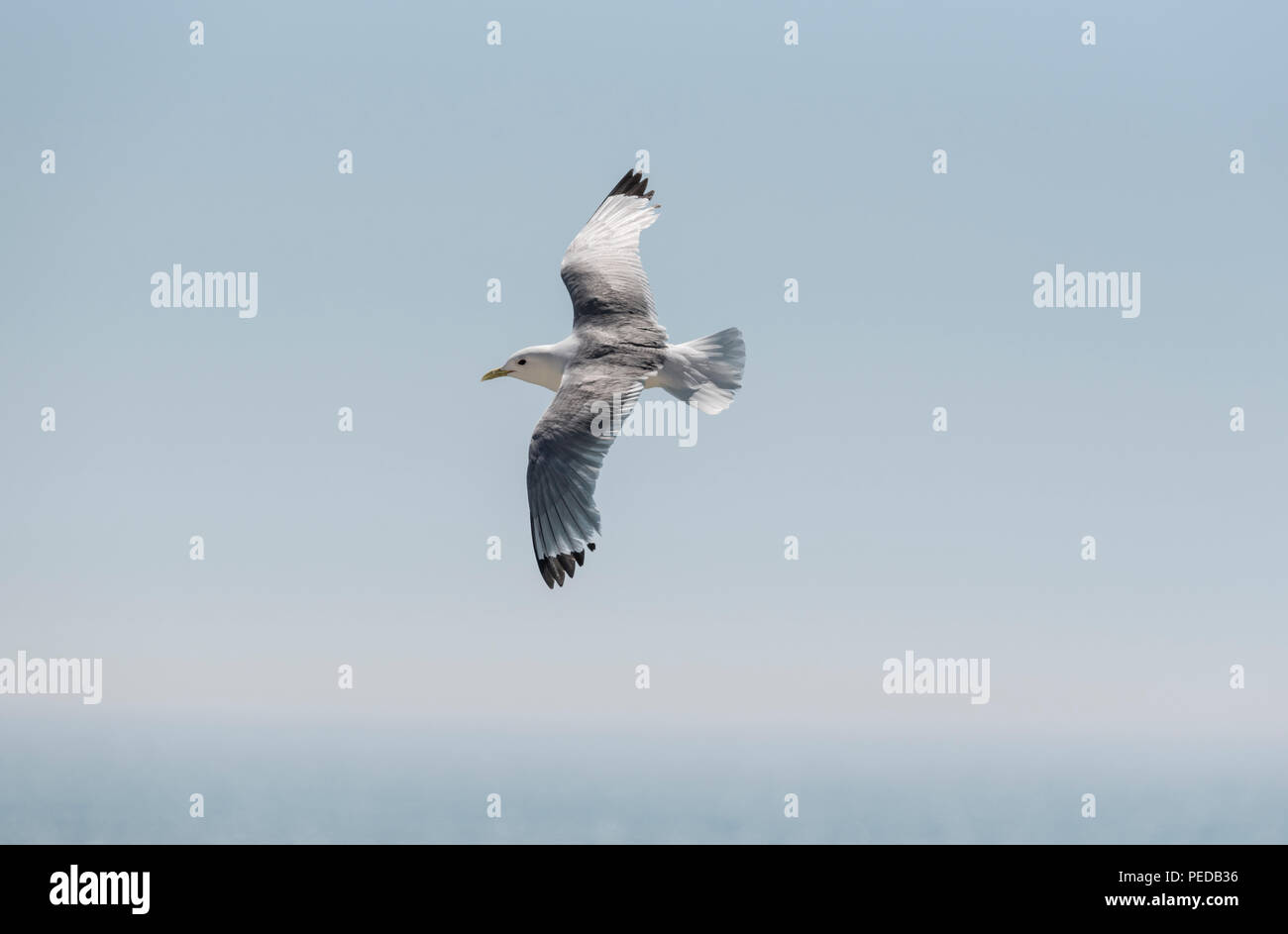 Black-legged Kittiwake (Rissa tridactyla) flying Stock Photo - Alamy