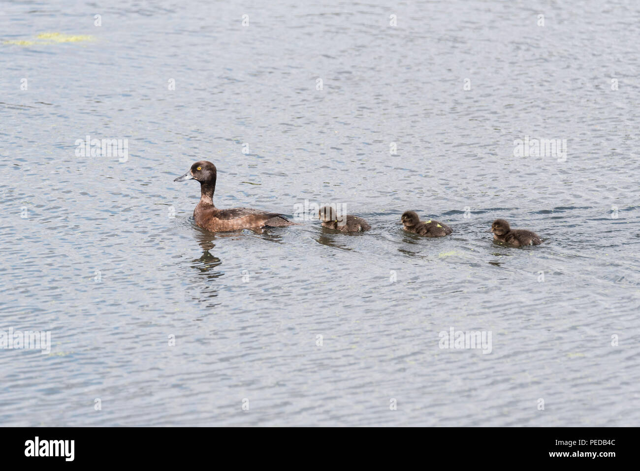 Family of Tufted Ducks (Aythya fuligula Stock Photo - Alamy