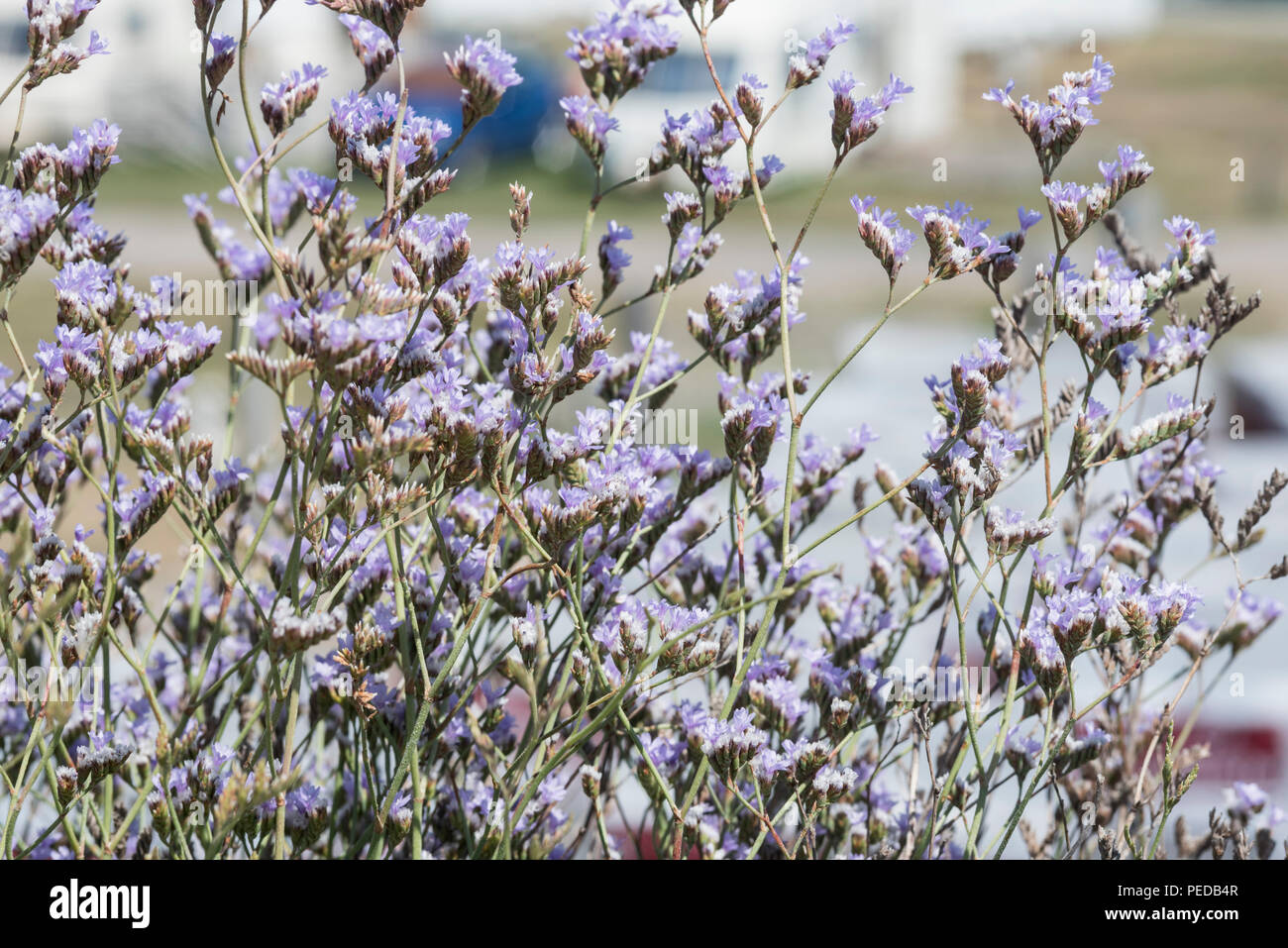 Limonium Sp High Resolution Stock Photography and Images - Alamy