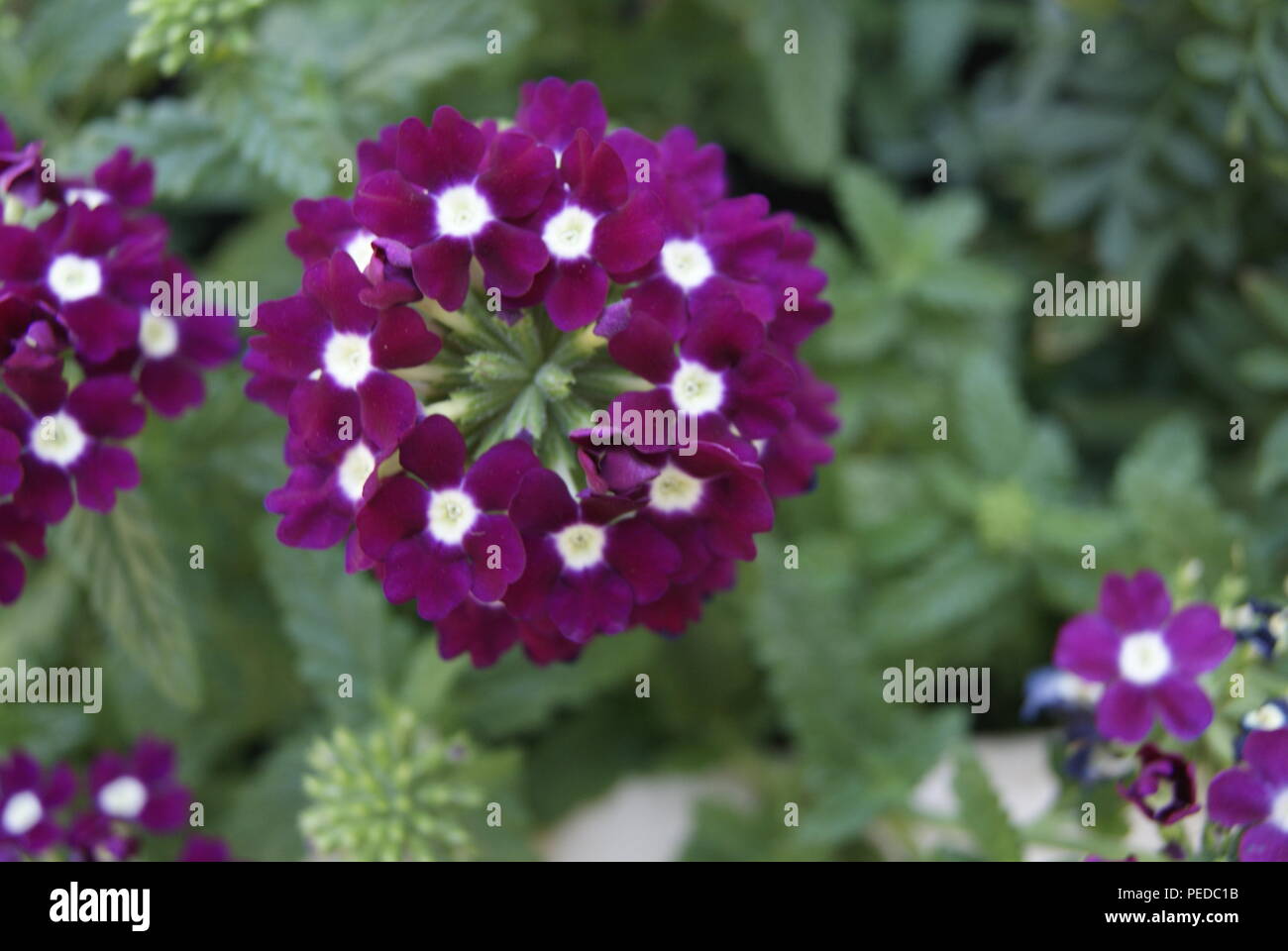 fleur de France Stock Photo - Alamy