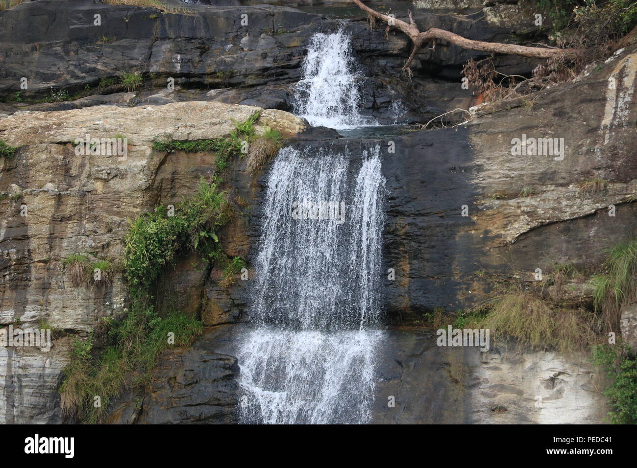 Badulla tree hi-res stock photography and images - Alamy