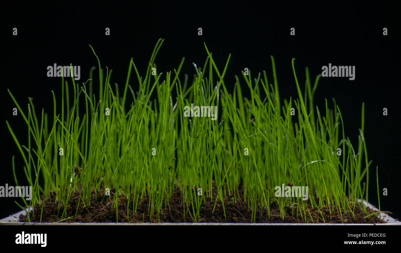green grass in flower pod Stock Photo - Alamy
