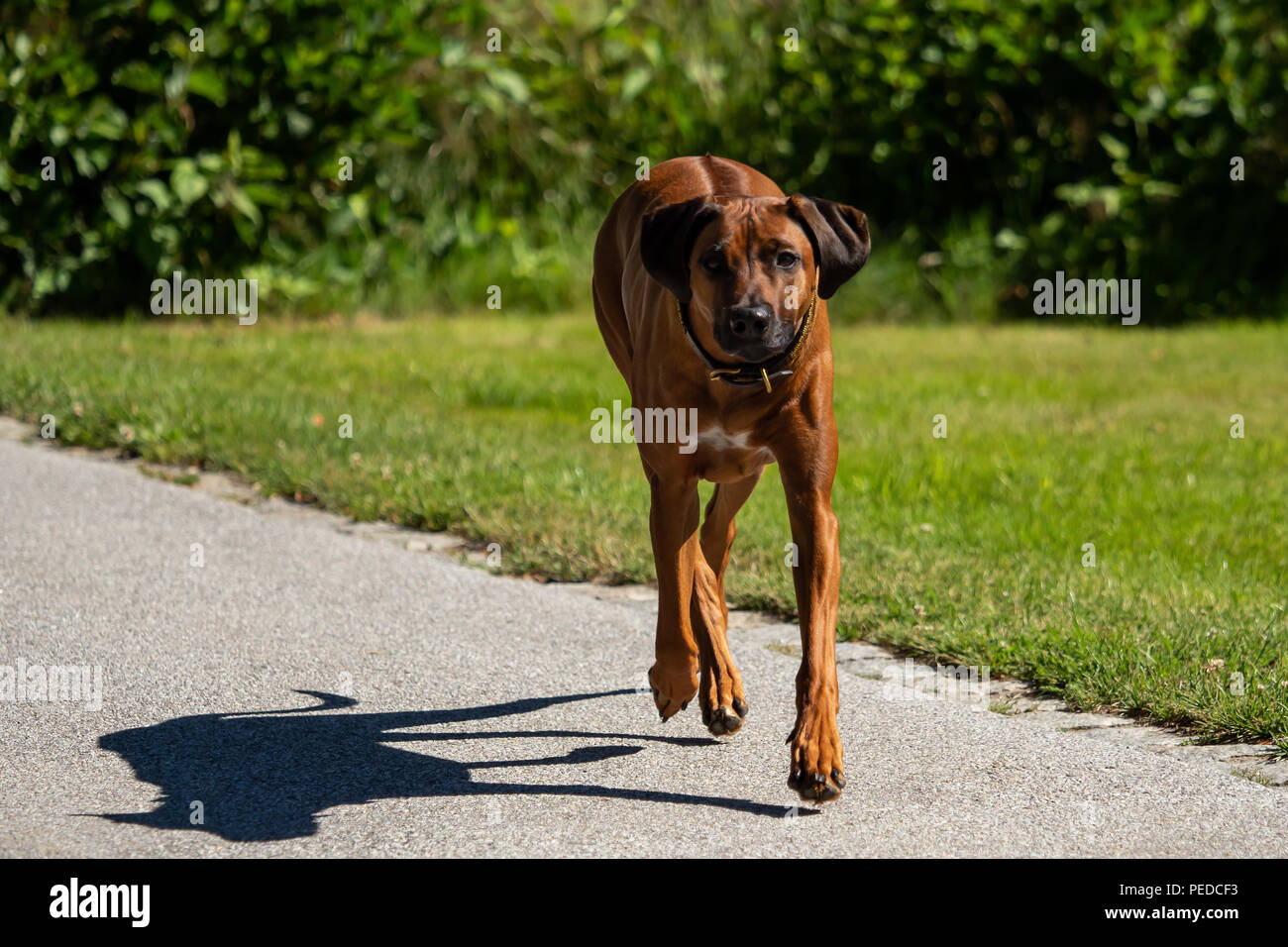 Rhodesian ridgeback africa hi-res stock photography and images - Alamy