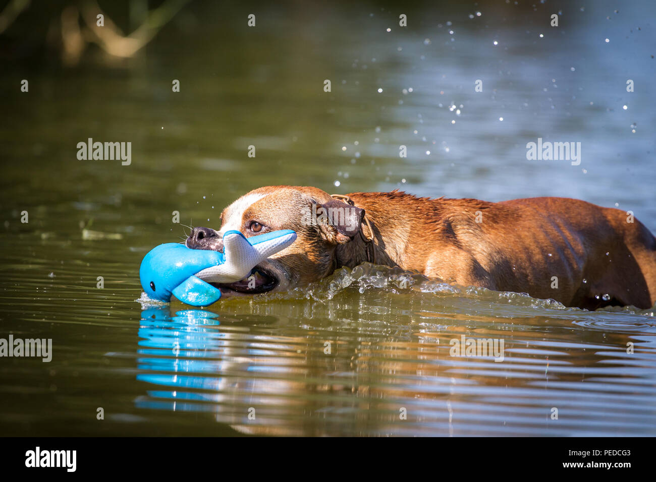 Bulldog type dog fetching a toy in the lake Stock Photo - Alamy