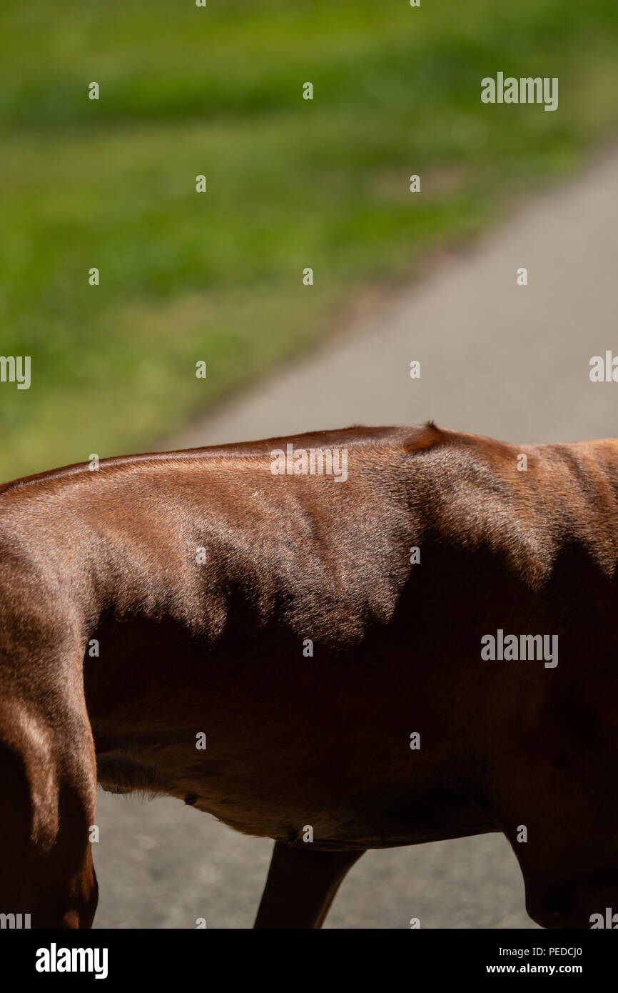Rhodesian ridgeback back hi-res stock photography and images - Alamy