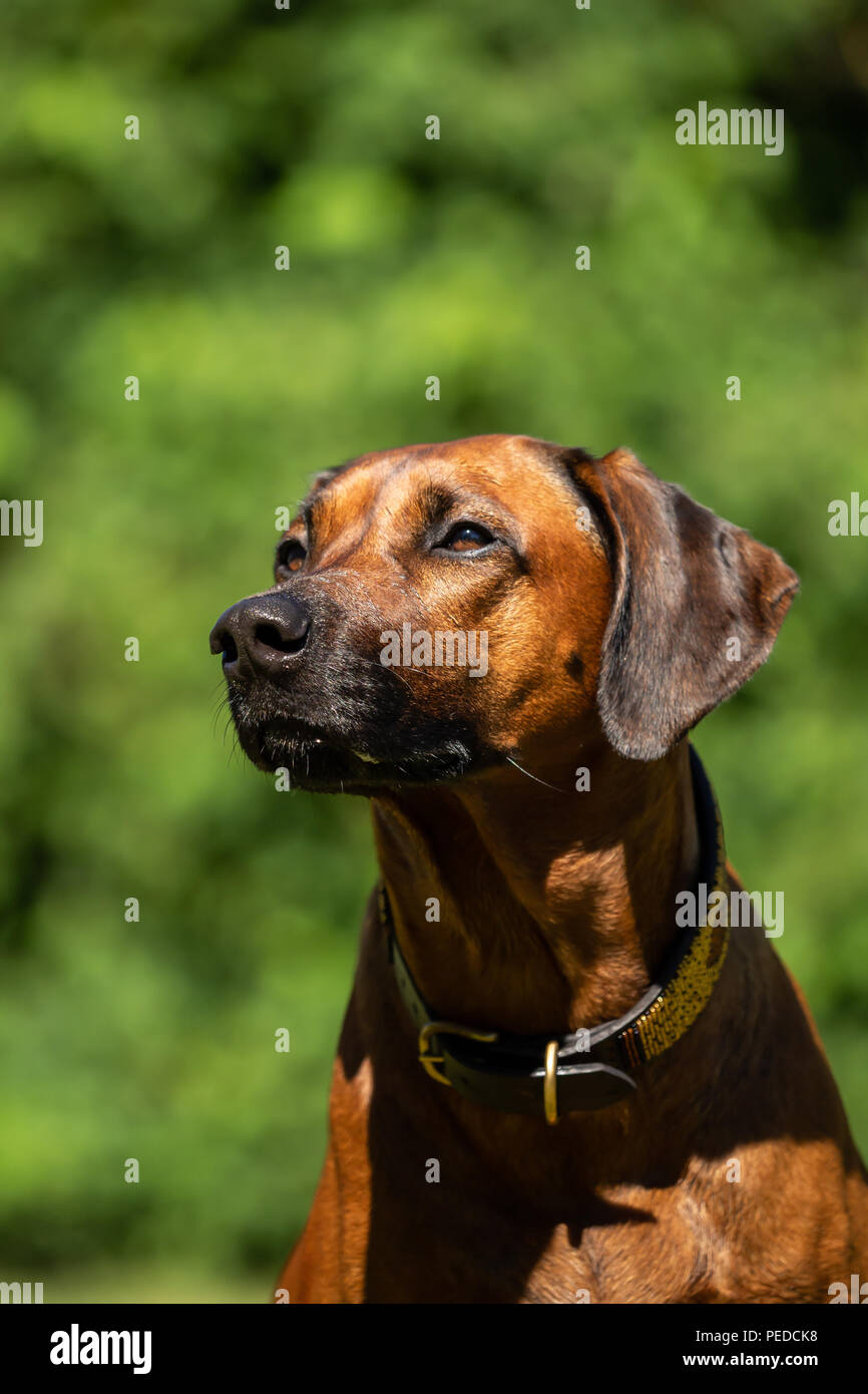 Rhodesian Ridgeback Eyes High Resolution Stock Photography and Images ...