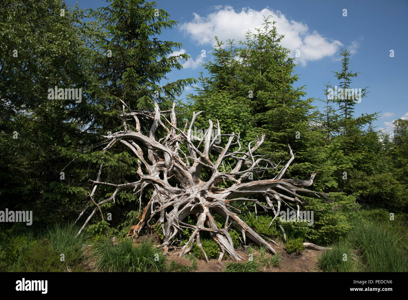 The sun bleached root sructure of an fallen tree in the Black Forest ...