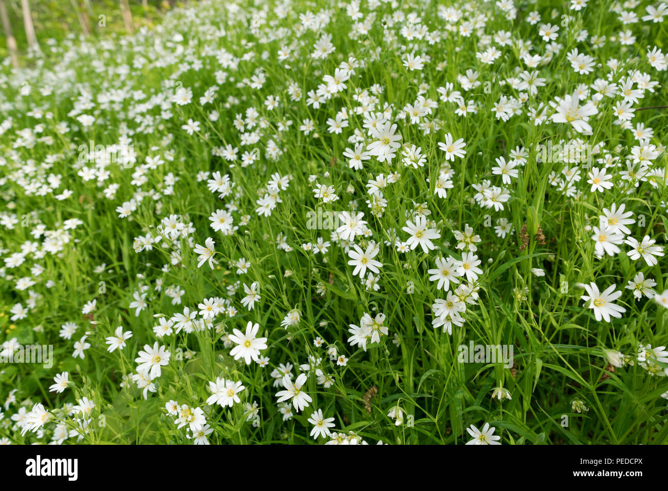Stellaria media lawn hi-res stock photography and images - Alamy