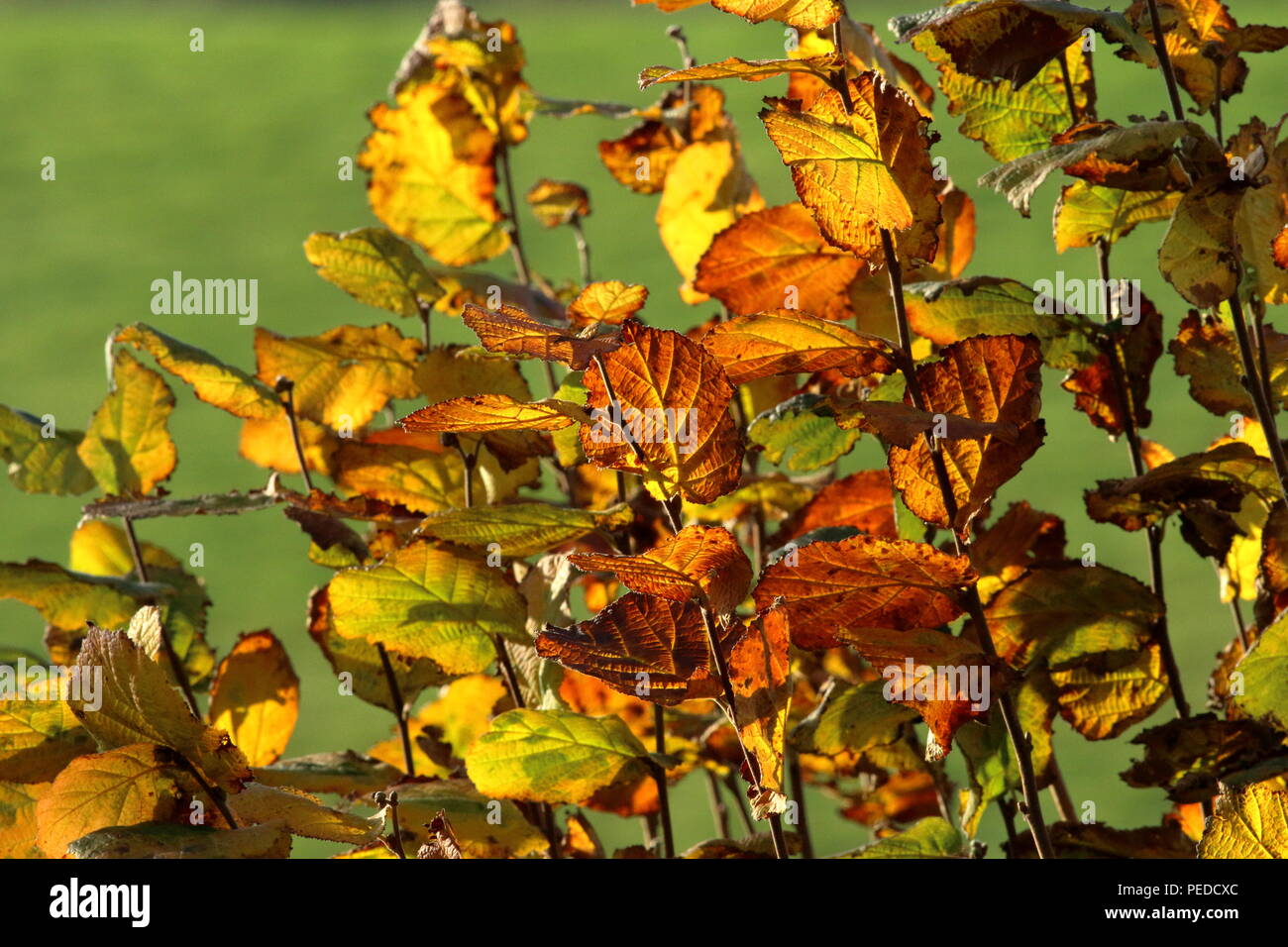 branches of hazel with leaves turning golden in autumn sunshine Stock ...