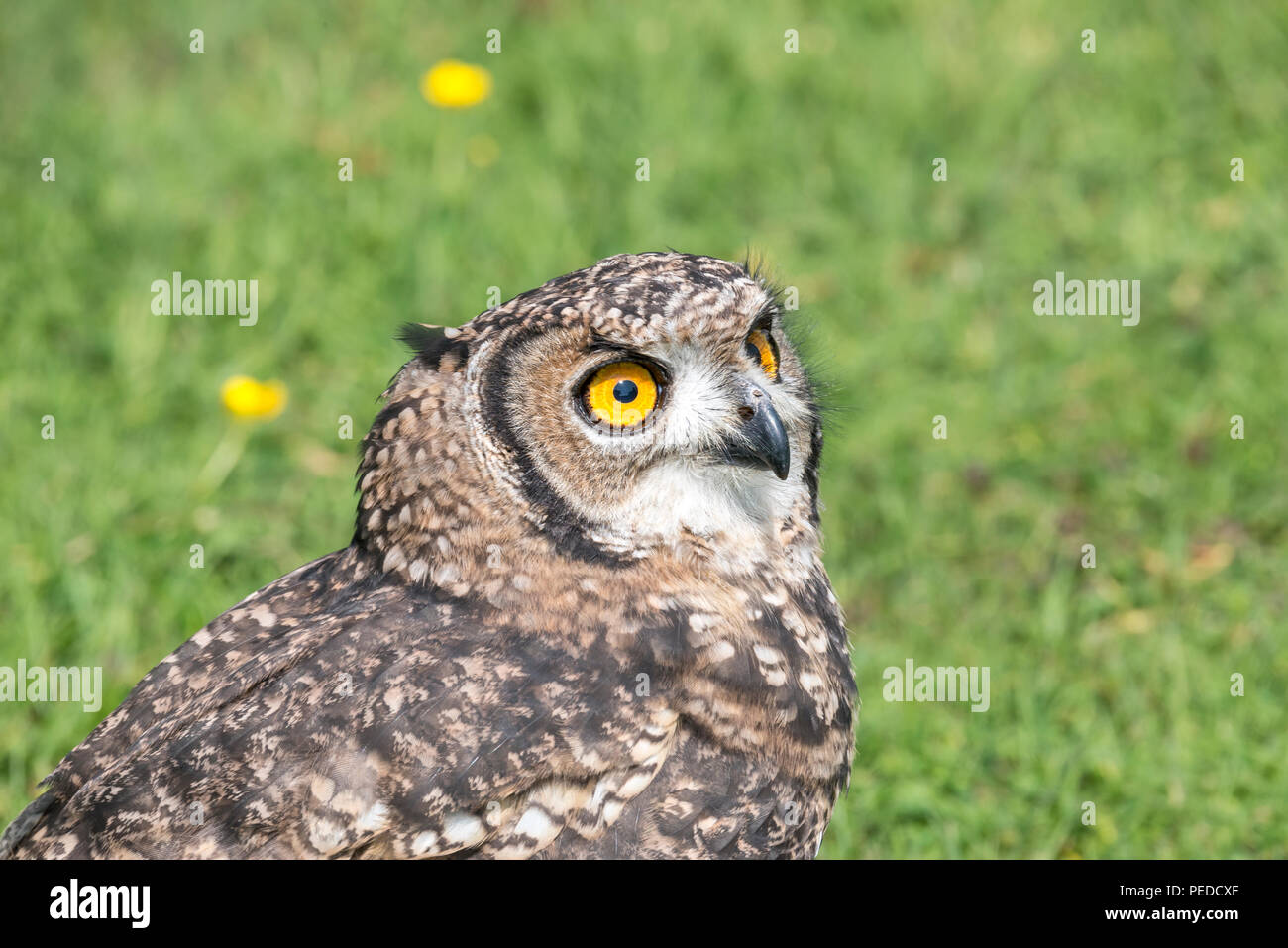 Captive landscapes hi-res stock photography and images - Alamy