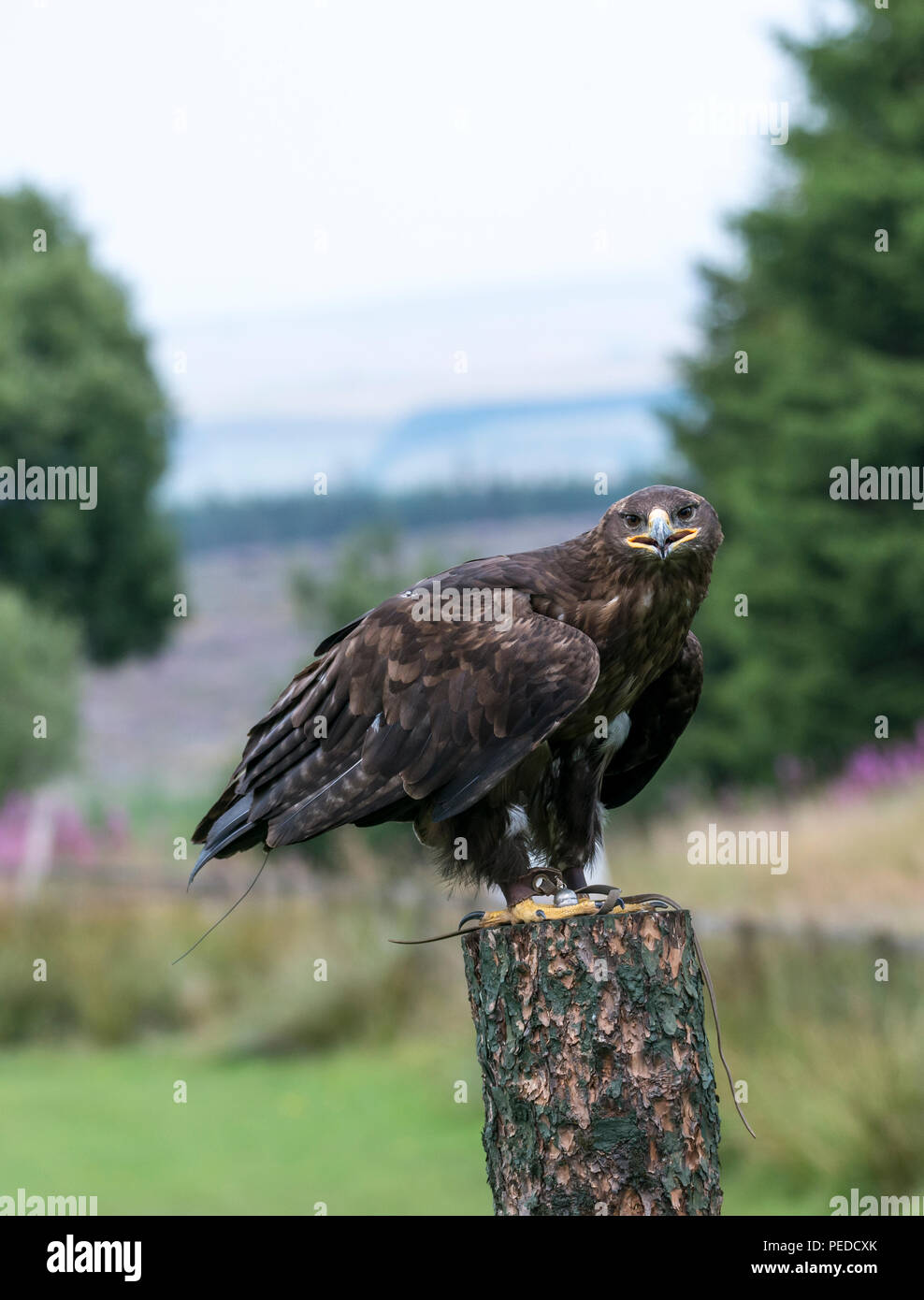 Captive Steppe Eagle, Hexham, Northumberland, UK Stock Photo - Alamy