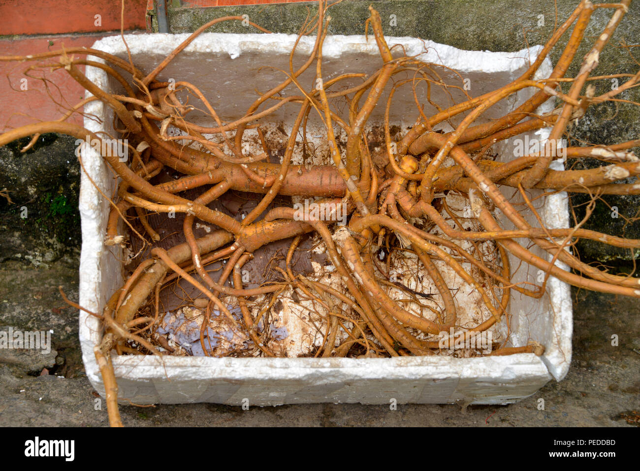 Panax ginseng hi-res stock photography and images - Alamy