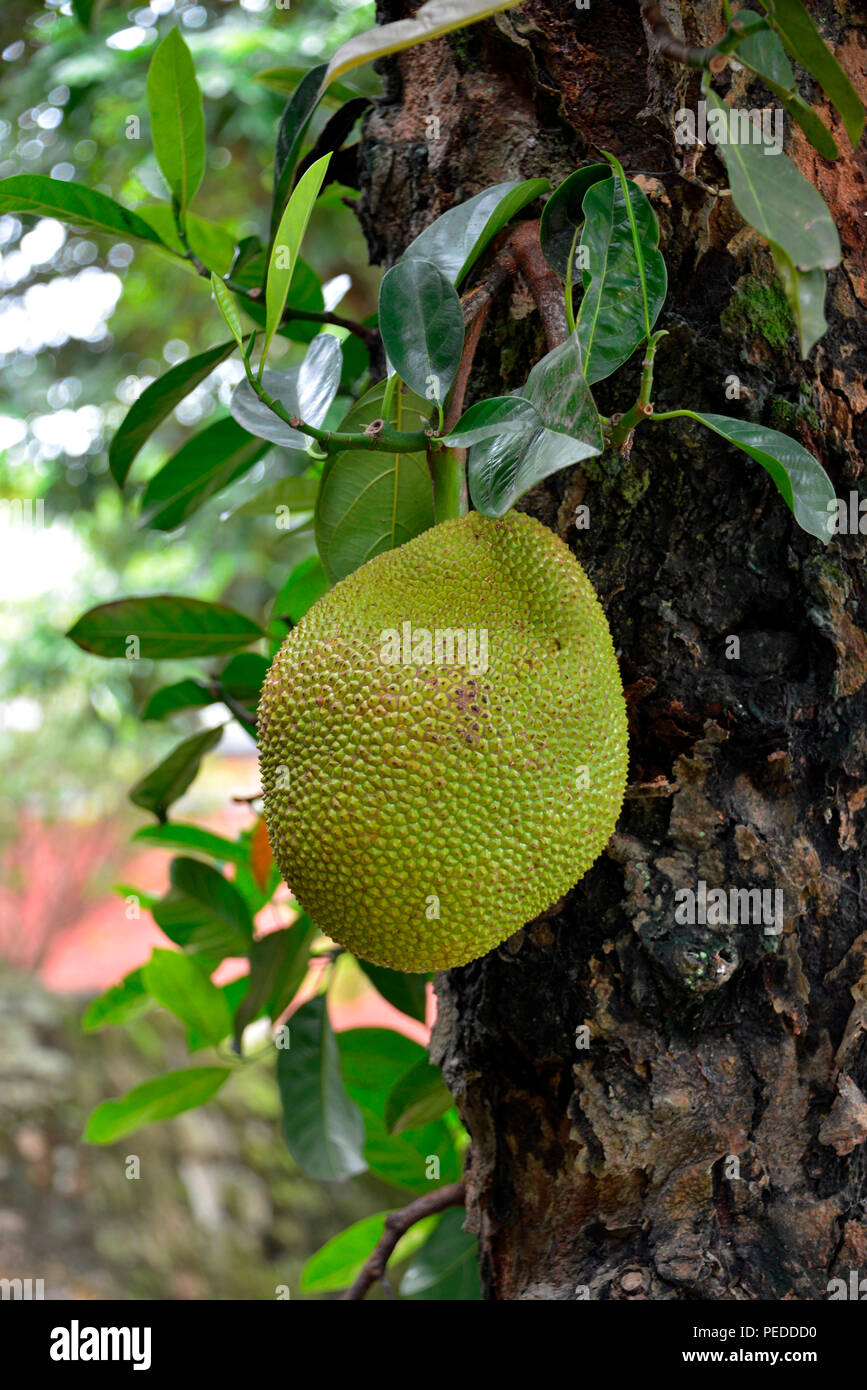 Jackfrucht, Hue, Vietnam Stock Photo - Alamy