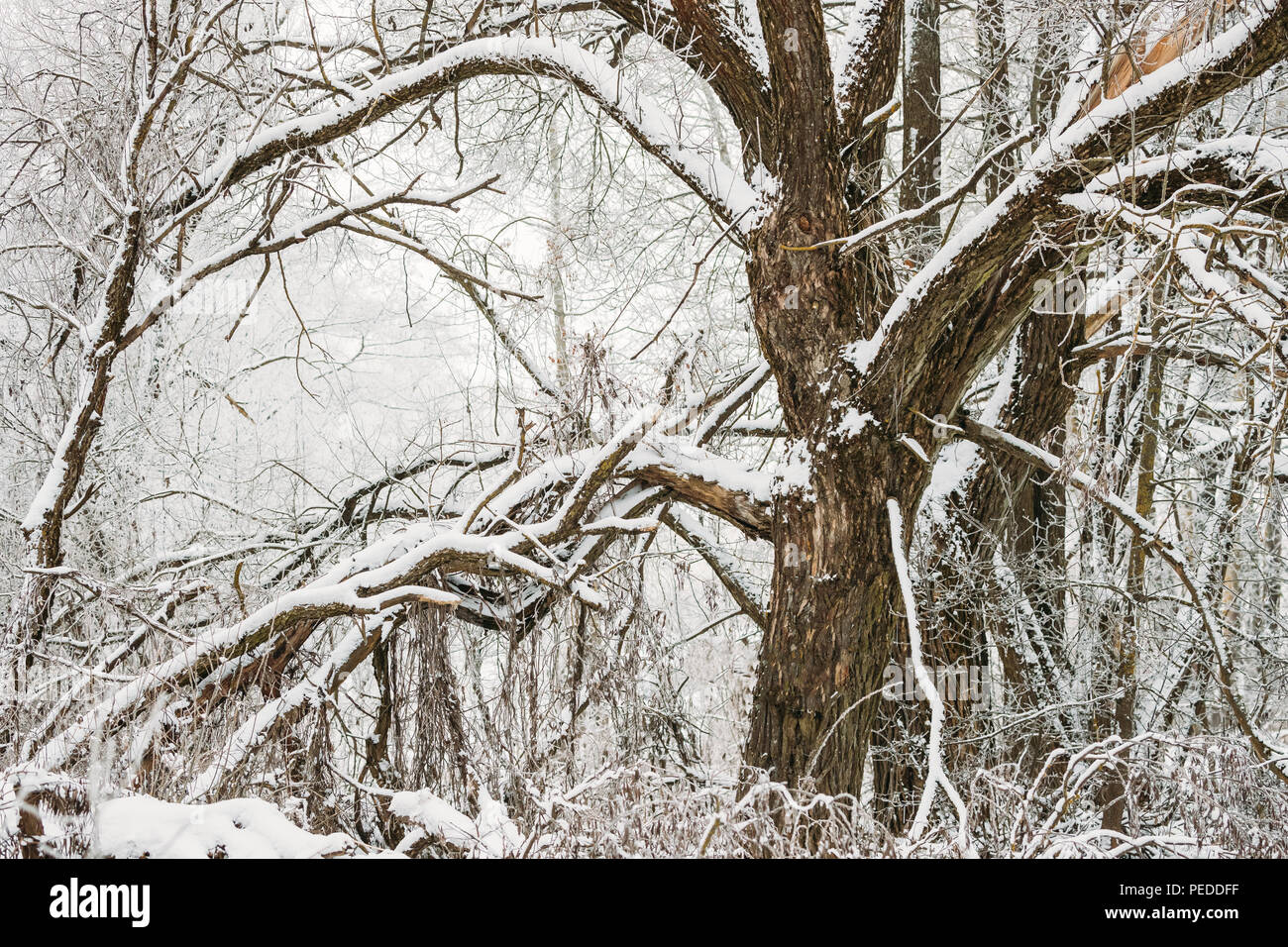 Snow-covered Tree In Winter Frosty Forest. Trees In Snow Stock Photo ...