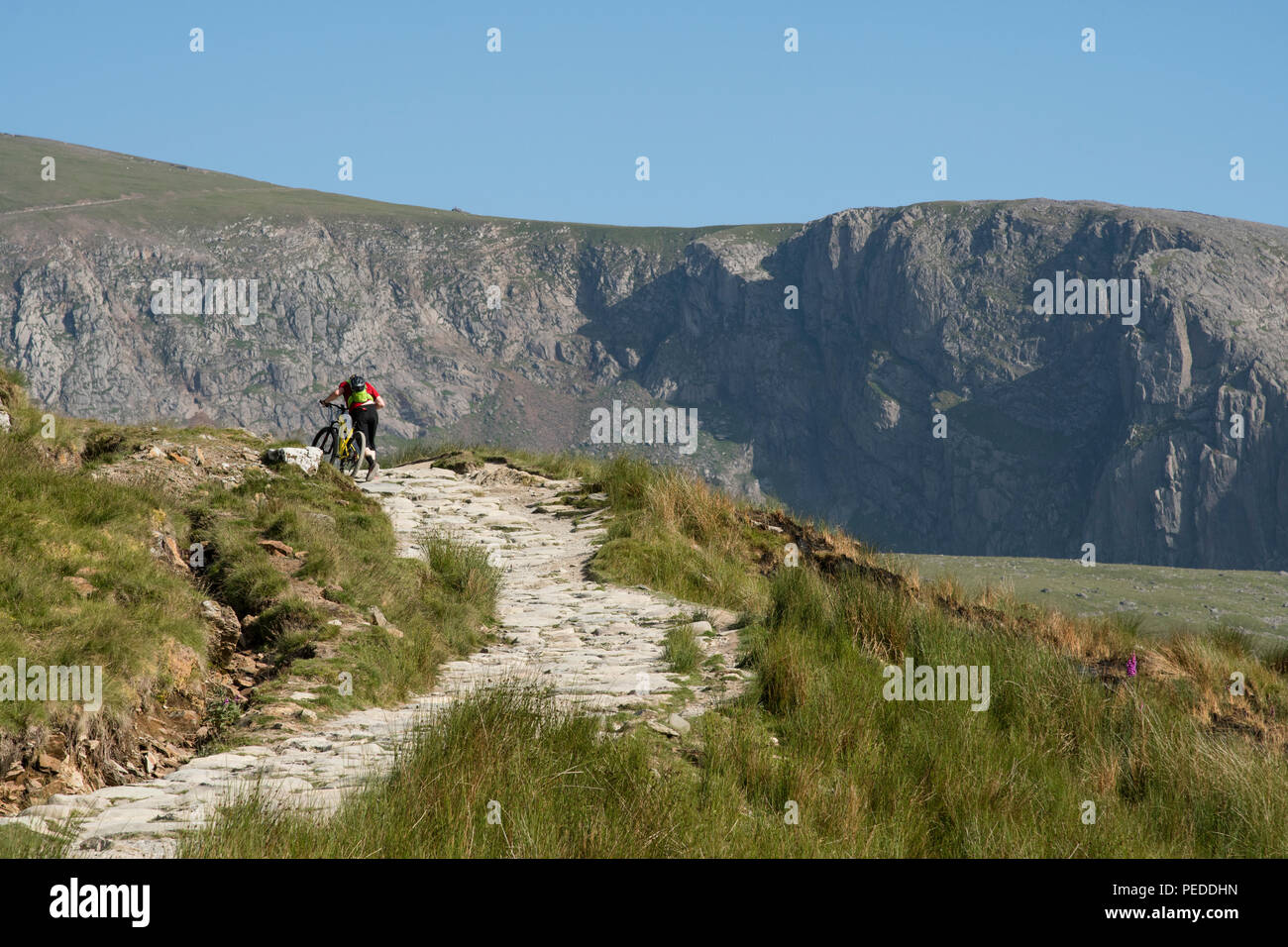 Mountain biker cycling up the Llanberis Path heading for the summit of ...