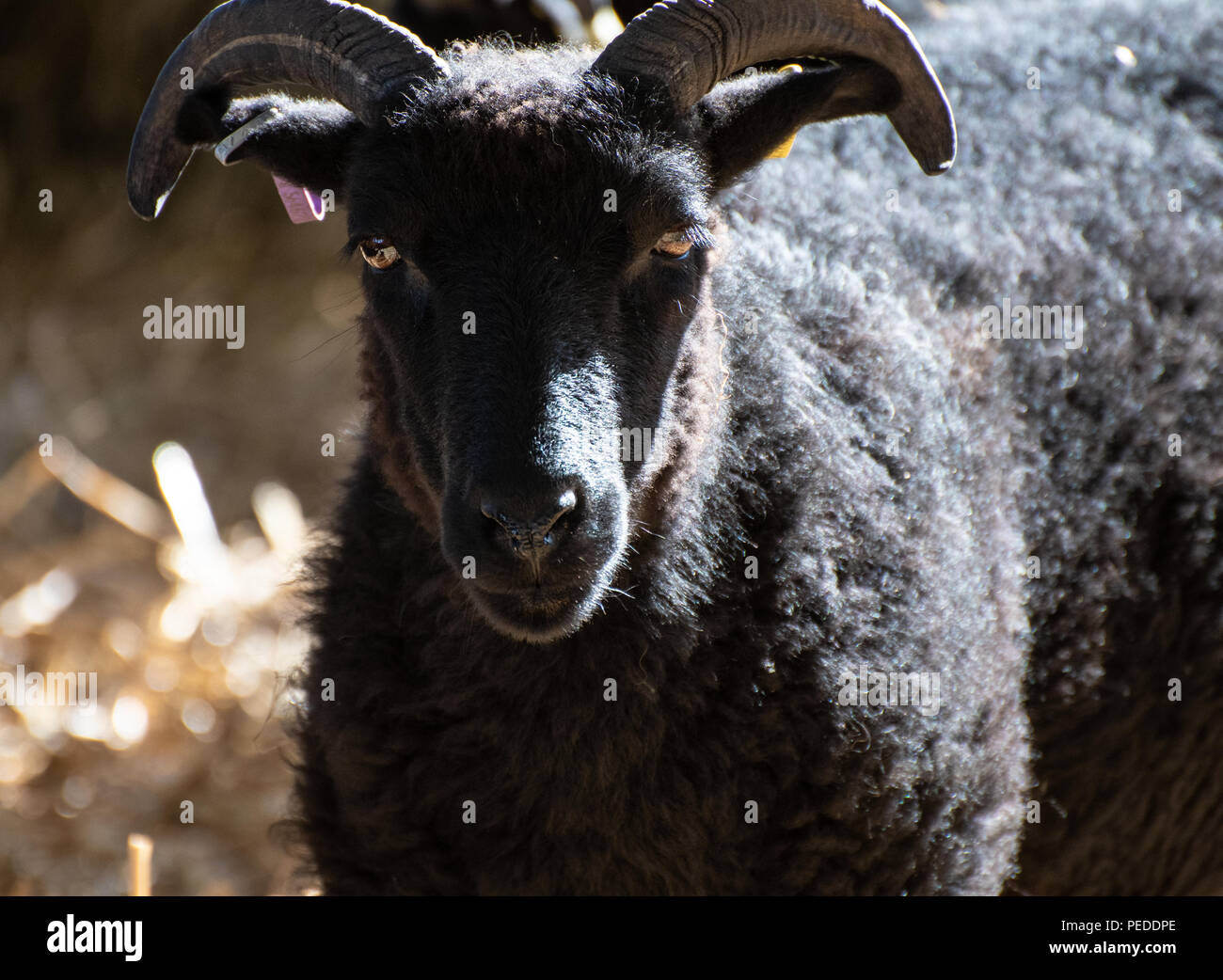A black North Ronaldsay Sheep, also known as Orkney Sheep Stock Photo ...