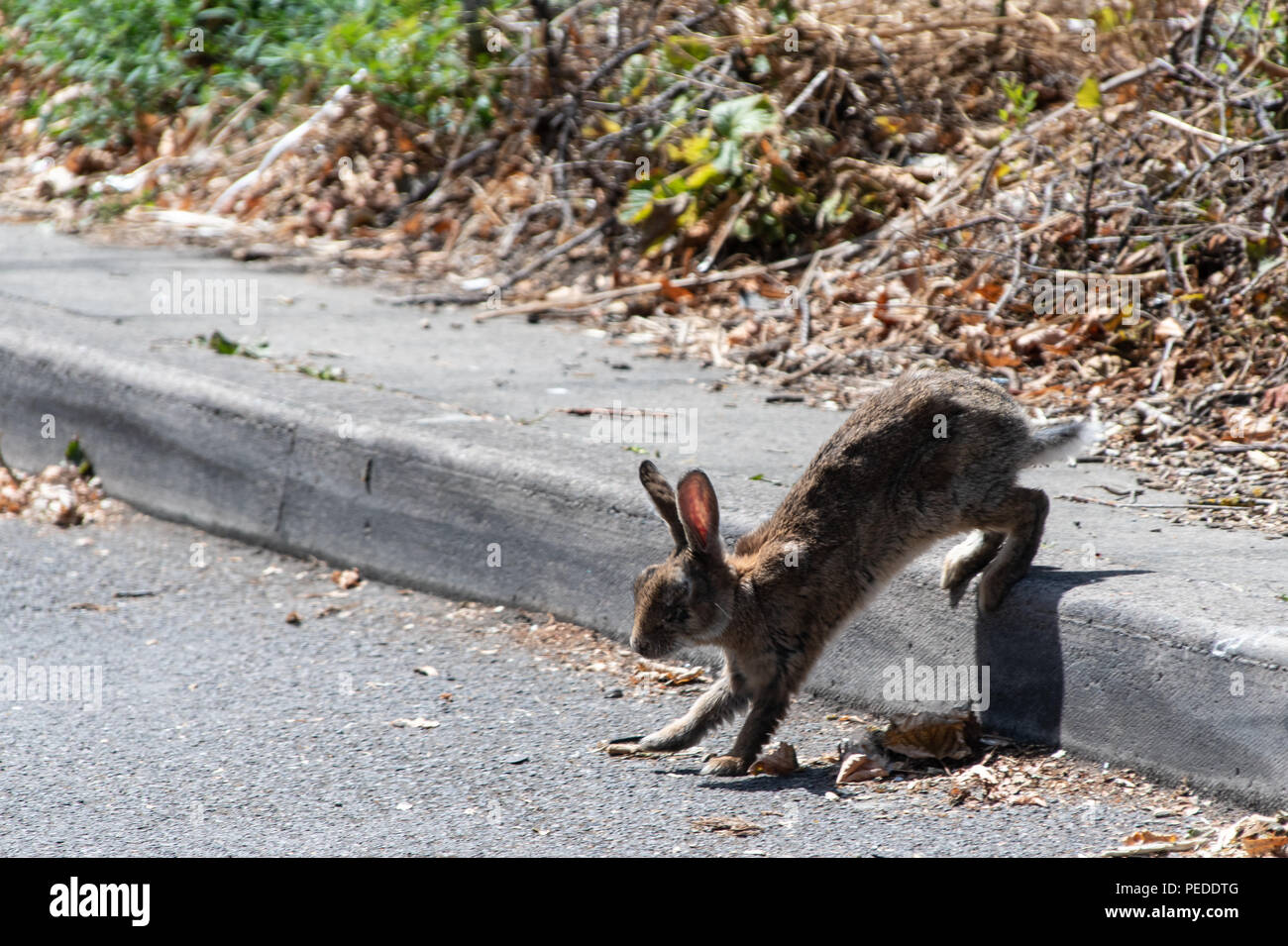 A wild rabbit crossing the road Stock Photo - Alamy