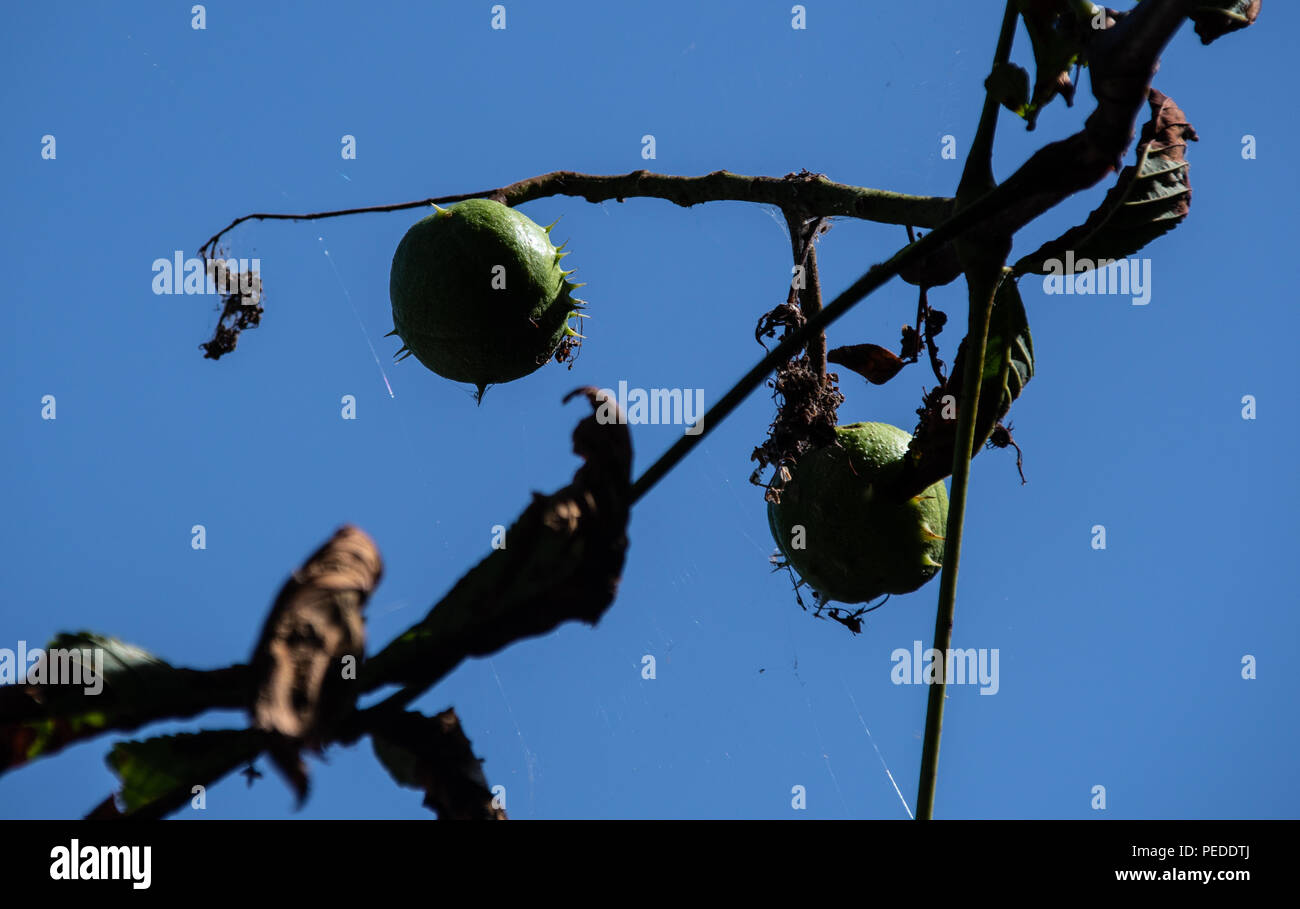 Two Horse Chestnut fruits, also known as Conkers, on the tree in their ...