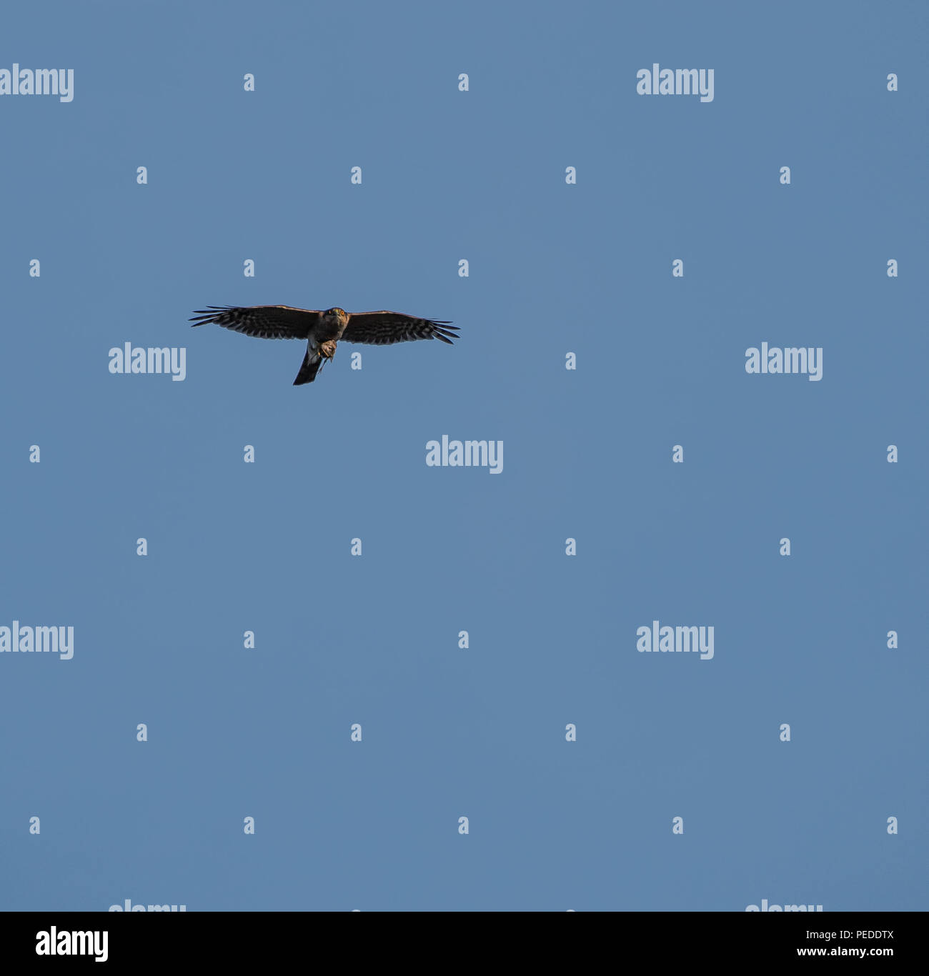 A red kite flying with a dead chck in it's talons Stock Photo - Alamy