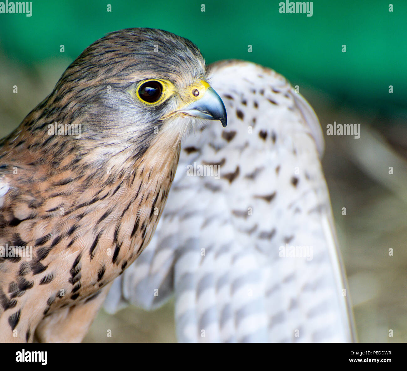 A close up portrait of a Kestrel Stock Photo - Alamy