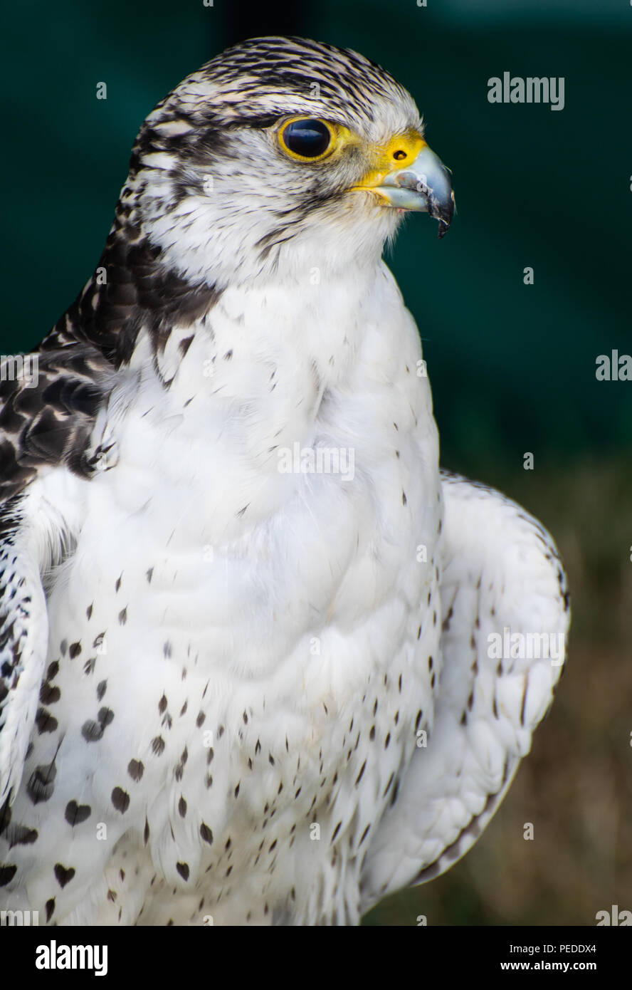 A photo of a Gyr Falconn hybrid bird of prey Stock Photo - Alamy