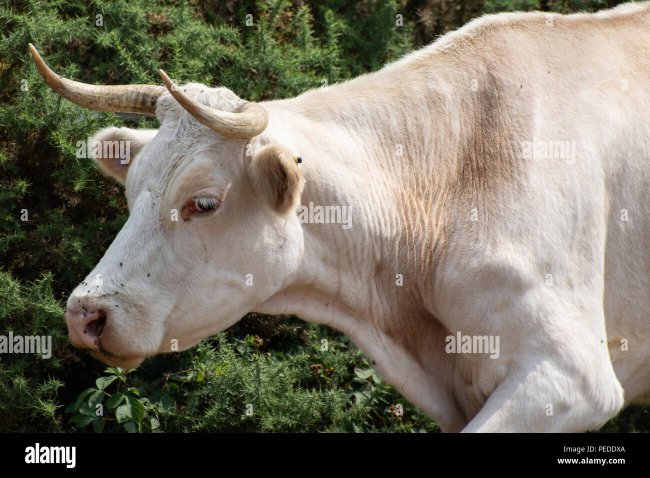 A White cow in the New Forest Stock Photo - Alamy