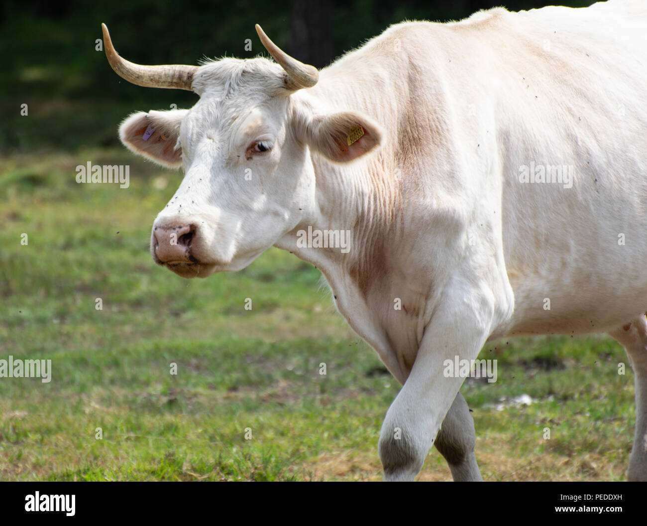 A White cow in the New Forest Stock Photo - Alamy