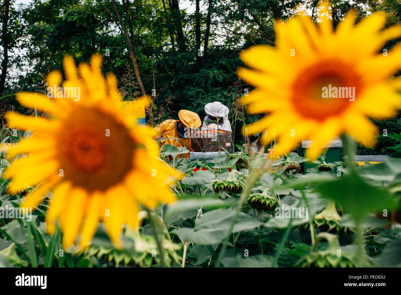 Honey bees pollinating sunflowers hi-res stock photography and images ...