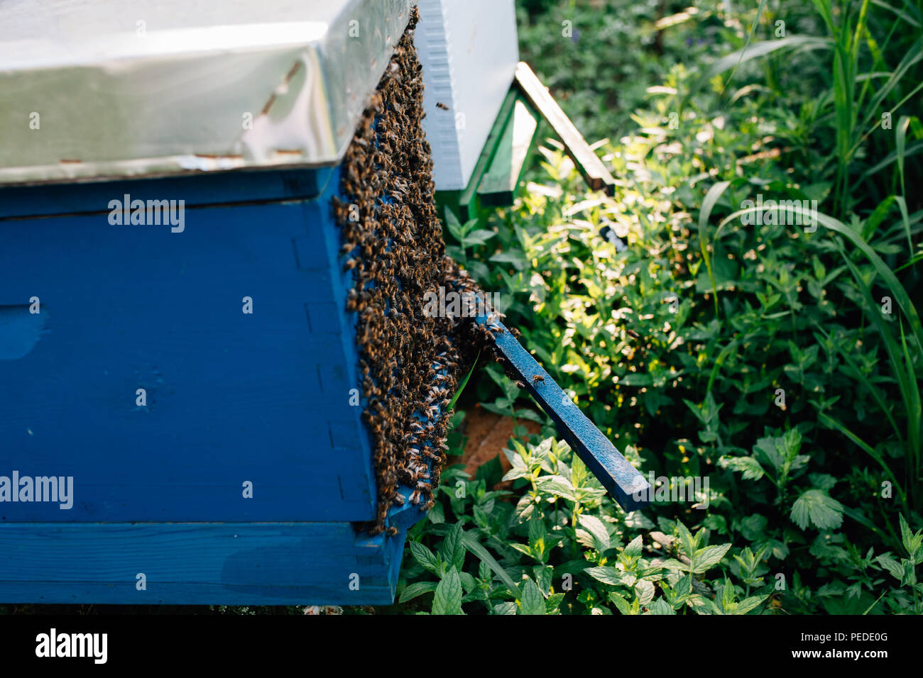 Bees goes outside from their comb Stock Photo - Alamy