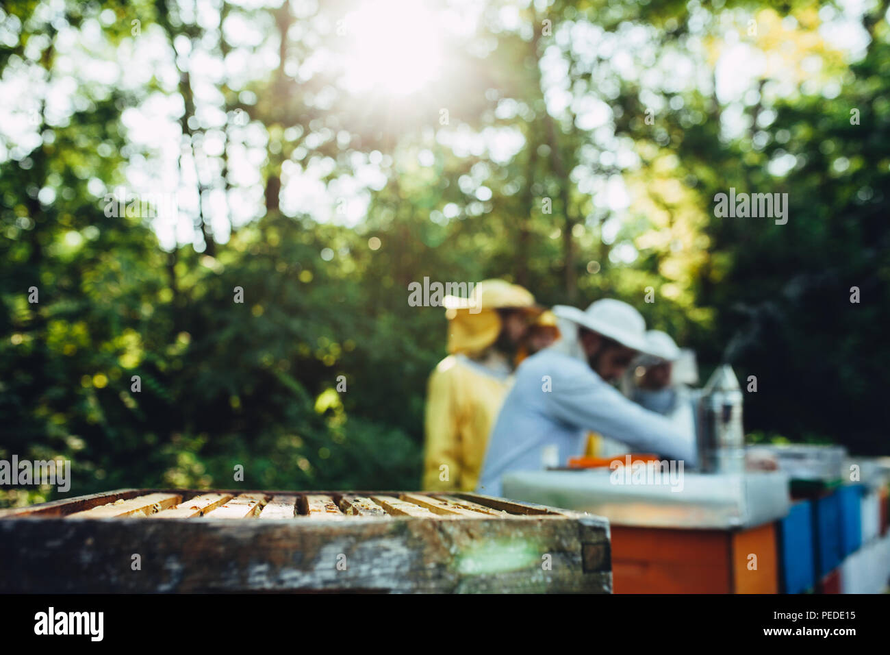 Nice back-light with beekeepers collecting honey Stock Photo - Alamy