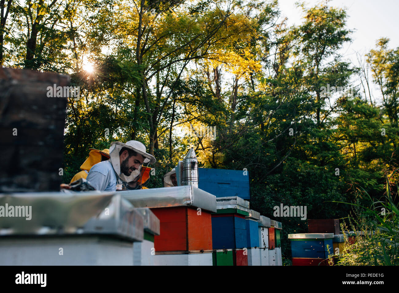 Beekeepers collecting honey from bees on apiary Stock Photo - Alamy