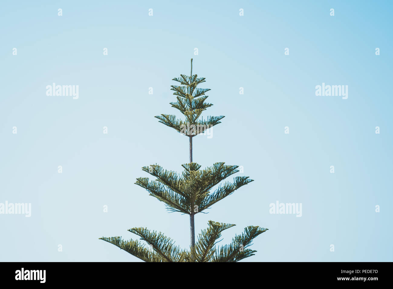 Crown tall pine tree hi-res stock photography and images - Alamy
