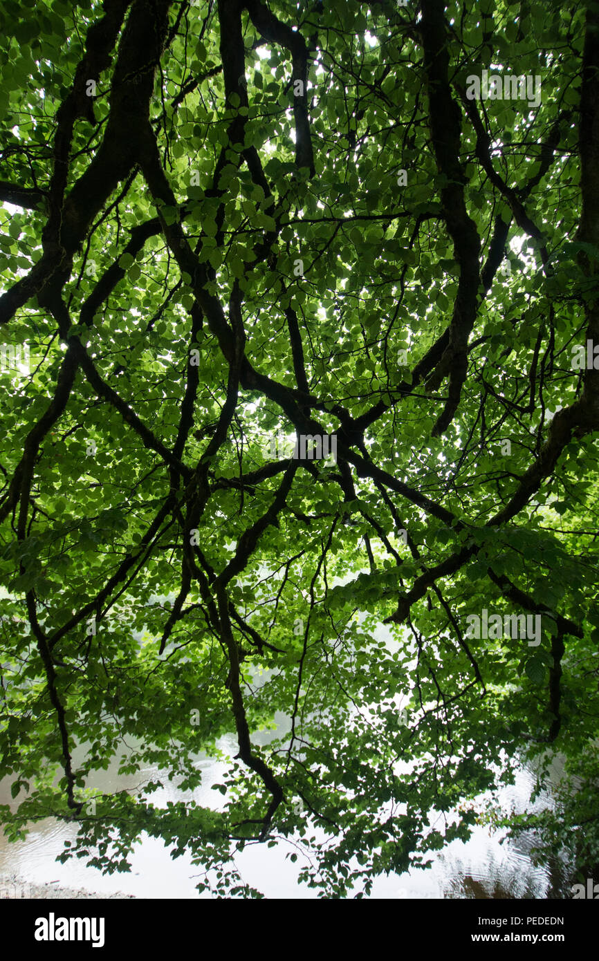 Hanging foliage background hi-res stock photography and images - Alamy