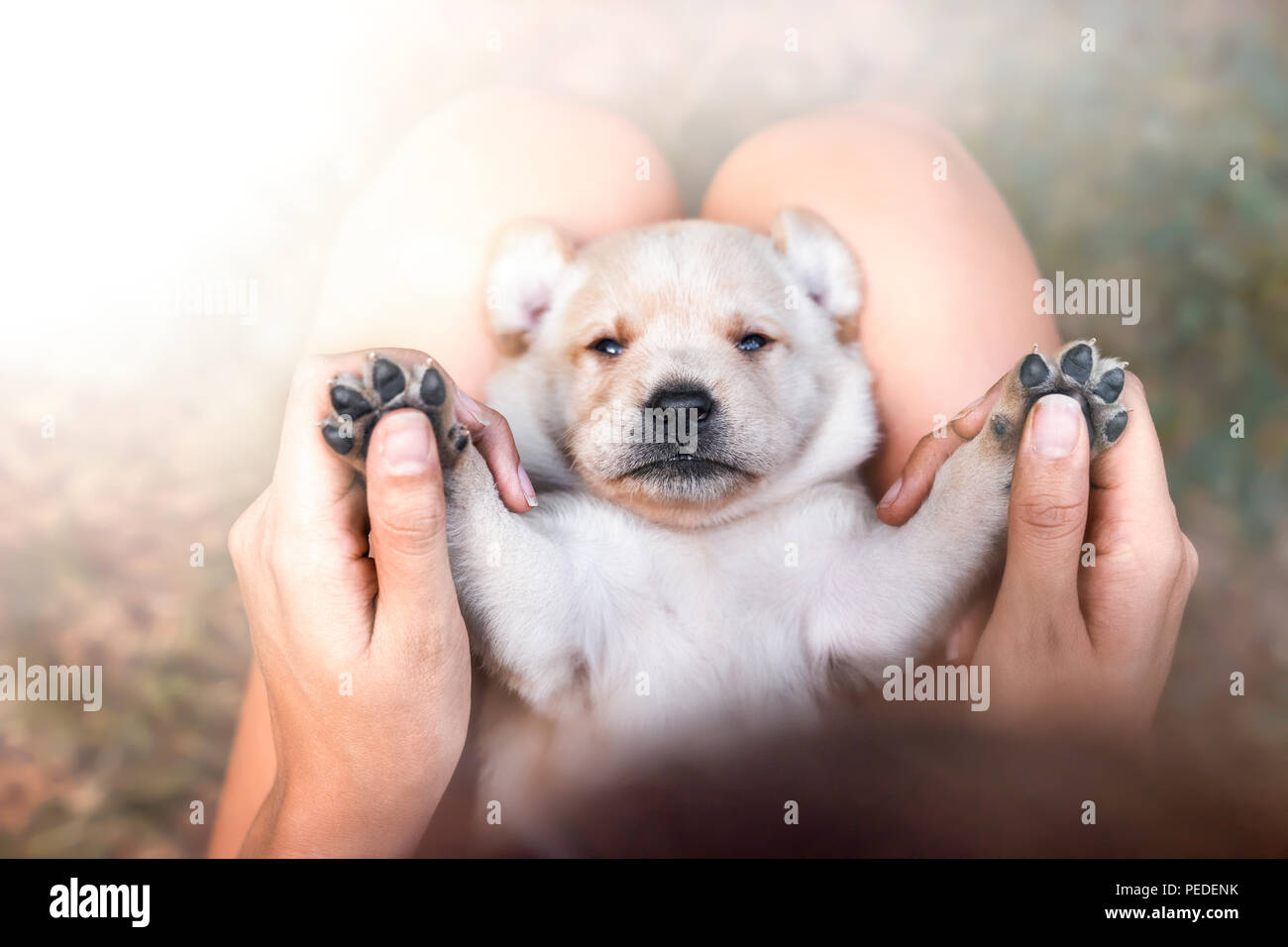 young cute labrador retriever dog puppy Stock Photo - Alamy