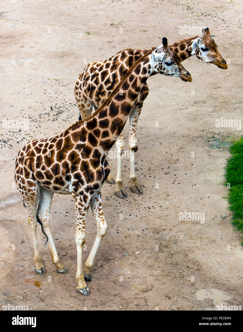 Giraffes on sandy soil Stock Photo - Alamy