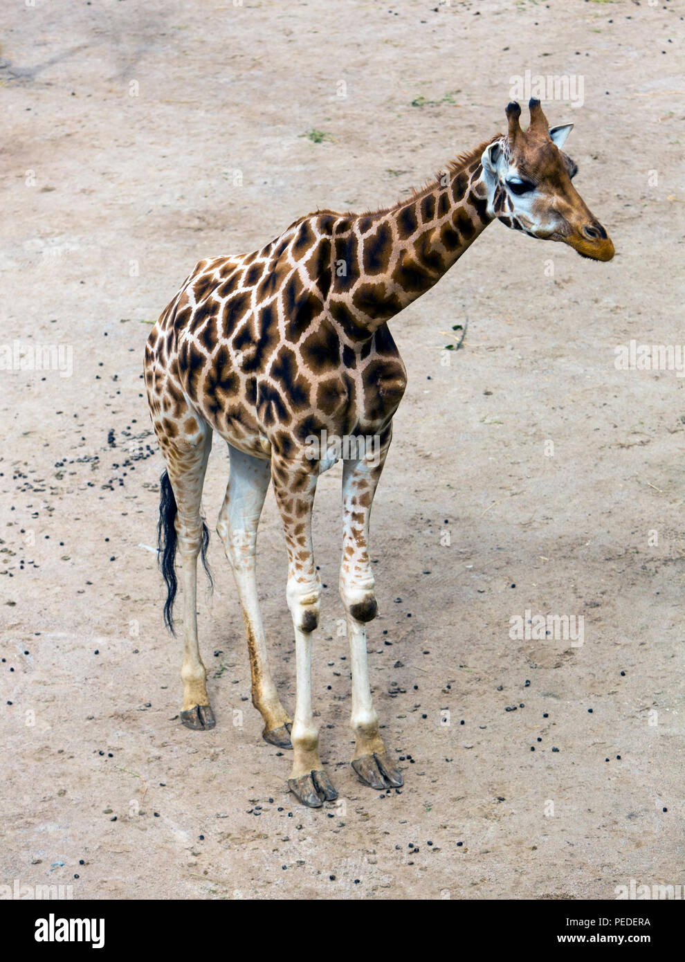 Giraffes on sandy soil Stock Photo - Alamy