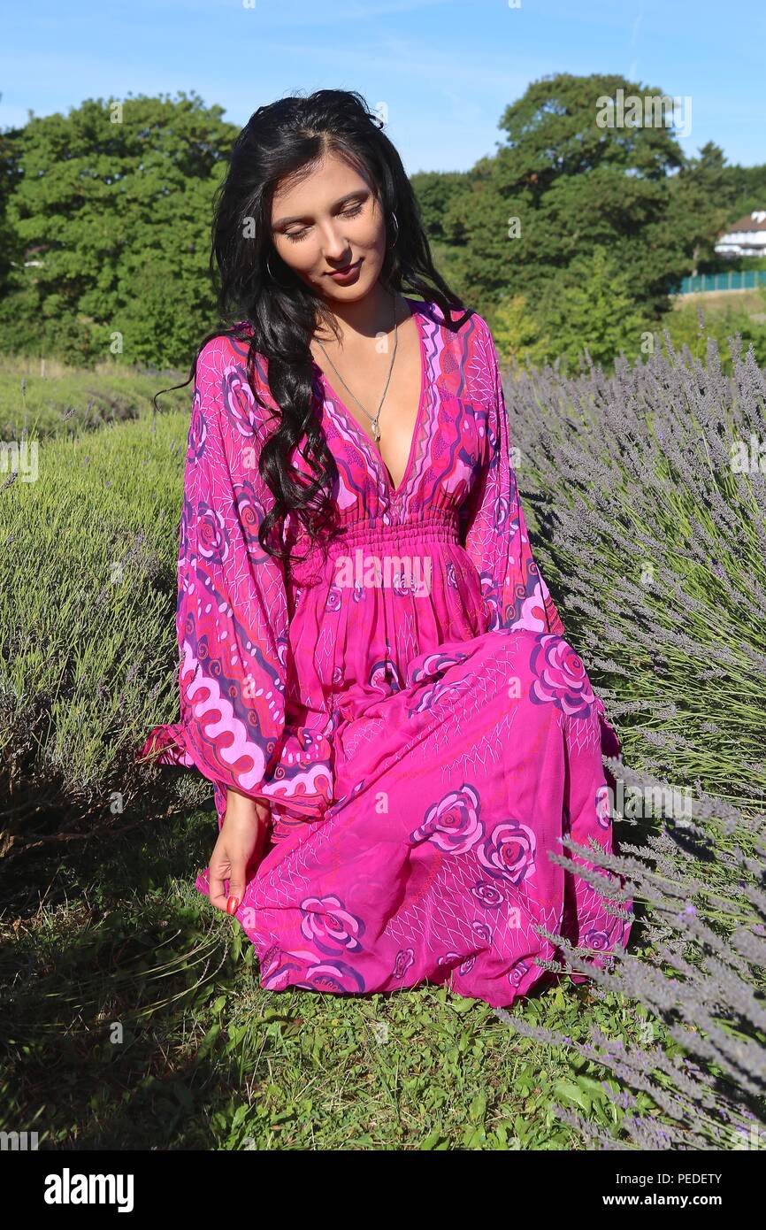 Lavender Plant Varieties High Resolution Stock Photography and Images ...