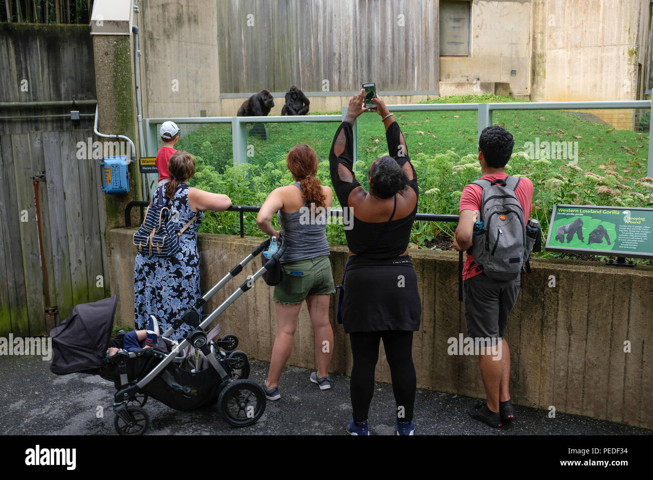 Visitors watch gorillas in the Great Ape House at the National Zoo in ...