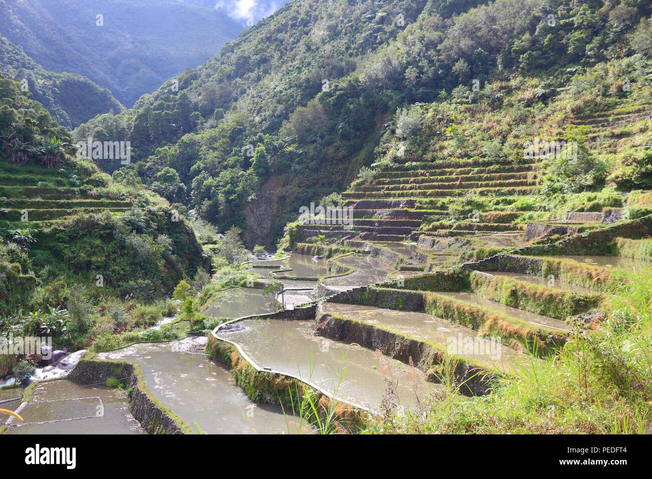 Philippines rice terraces - rice cultivation in Hapao village (Hungduan ...