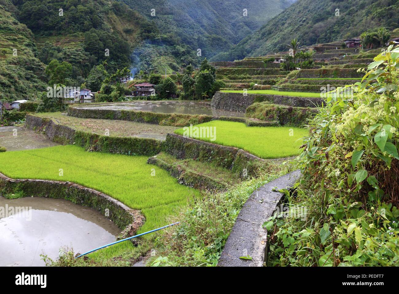 Philippine rice field hi-res stock photography and images - Alamy