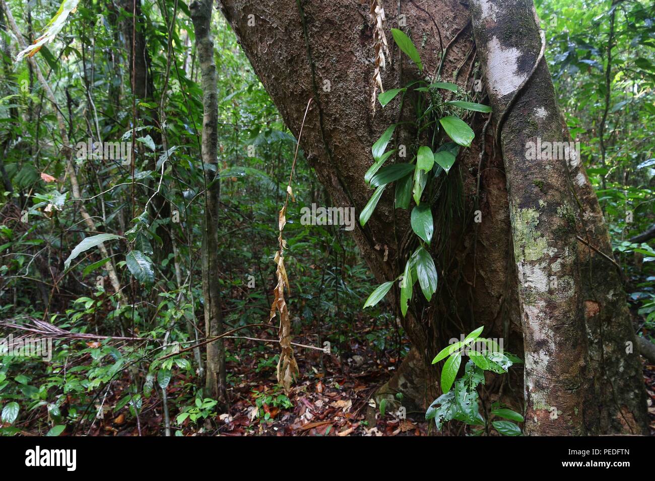 Jungle forest in Palawan island, Philippines. Tropical karst rainforest ...