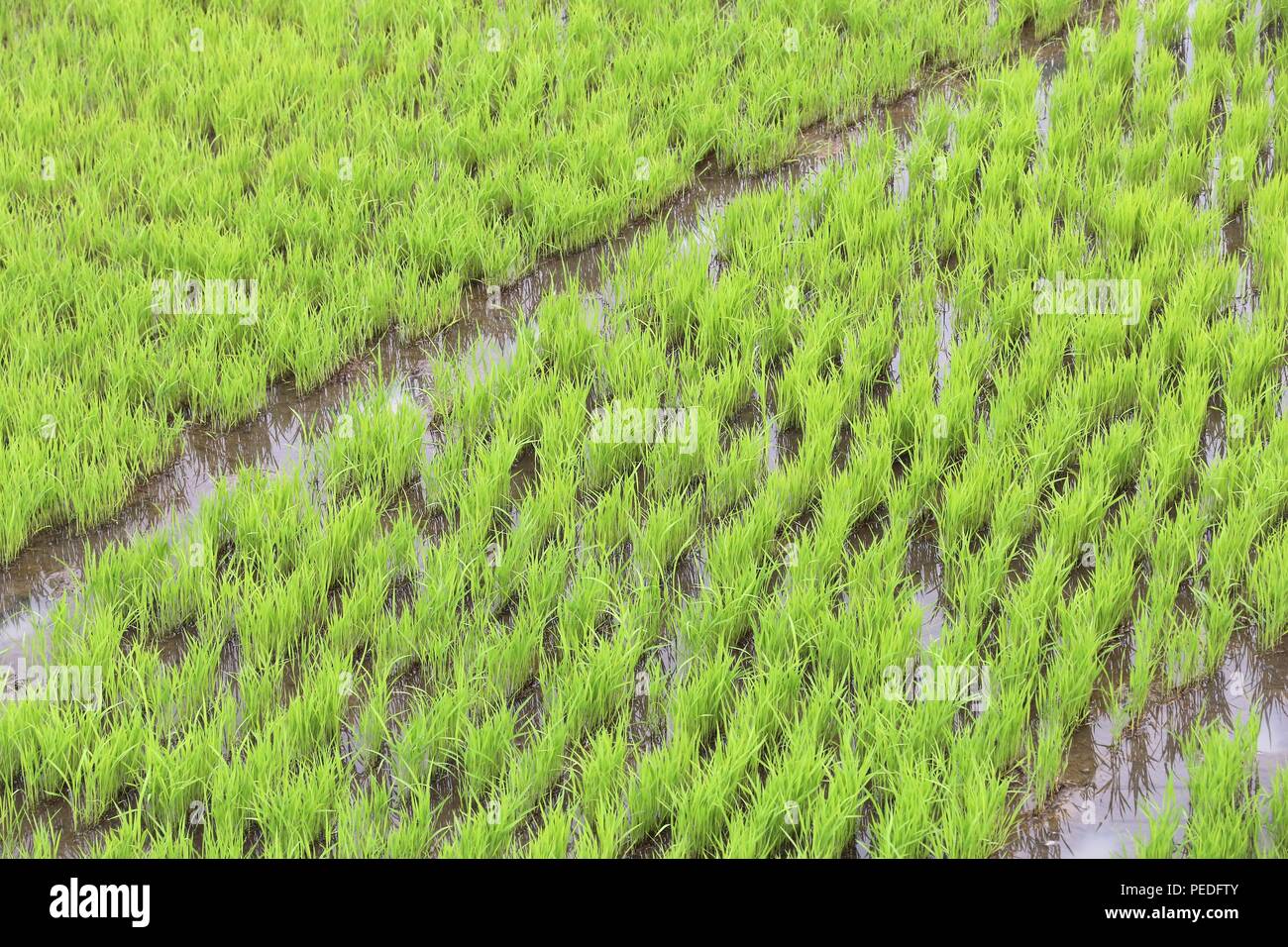 Rice seedlings field - green rice paddy in Batad, Philippines Stock ...